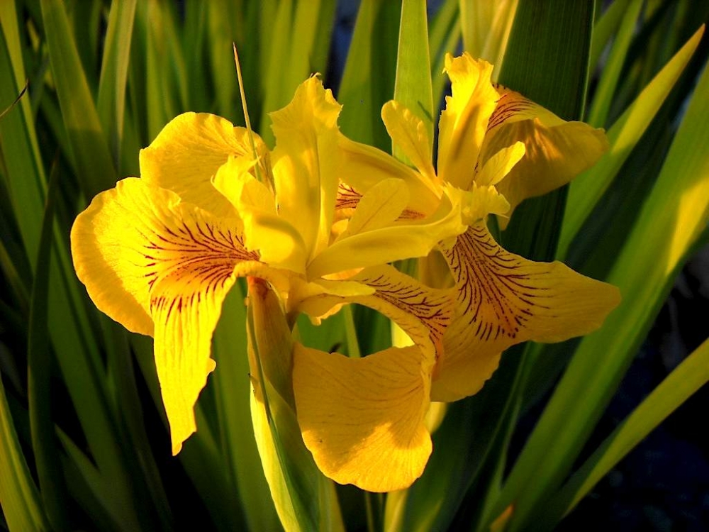 Kosatec žlutý - Iris pseudacorus, výrobce: Star-fish